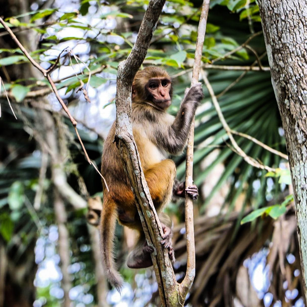 Monkeys In Florida