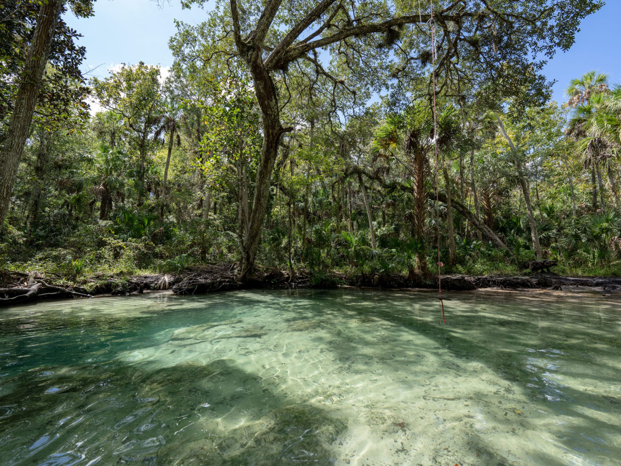 Chaz River, FL Clear Kayak Tours | Get Up and Go Kayaking