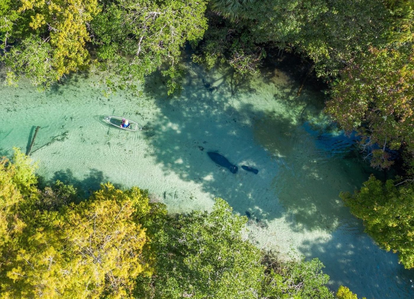 Weeki Wachee Manatee Kayak Tour | Get Up and Go Kayaking