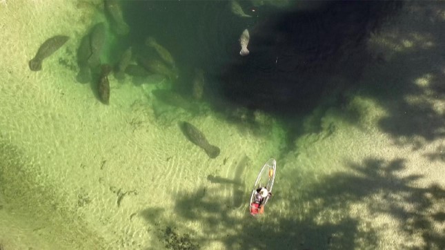 HOW TO PICK THE BEST TIME TO SEE MANATEES ON WEEKI WACHEE SPRINGS | Get ...