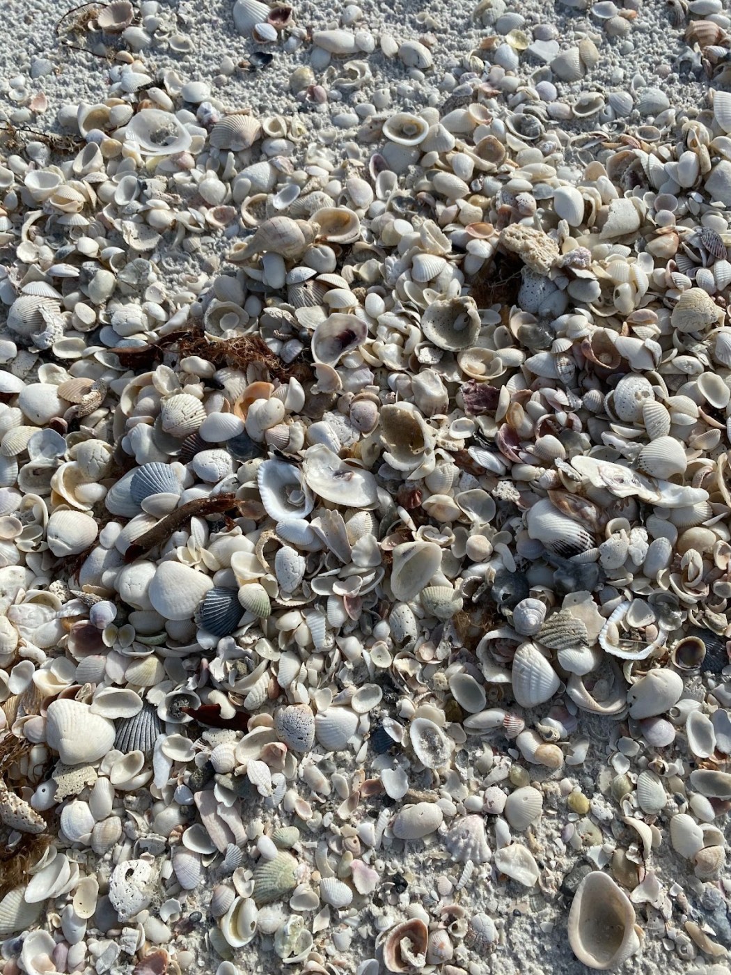Discovering The Treasures Of Southwest Florida: A Seashell Lover’s ...