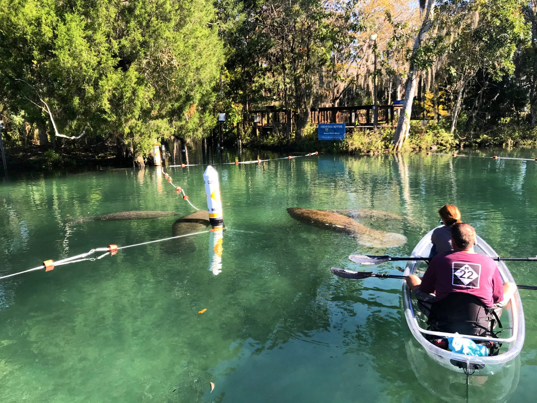 Kayaking With Manatees: A Magical Adventure In Crystal River, Florida ...