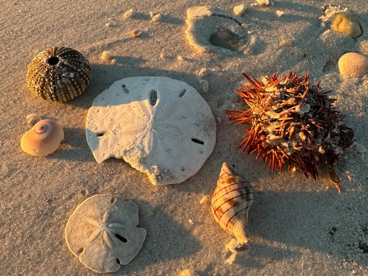 Shelling Shell Key: Top 3 Shells & Where To Look | Get Up And Go Kayaking