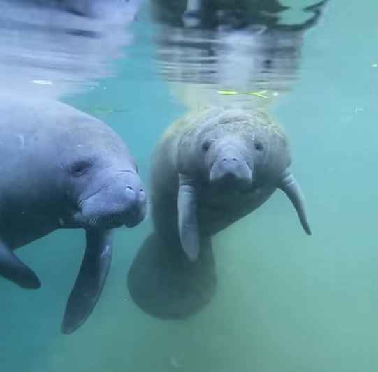 Welcome Our Newest Resident: The Baby Manatee Of Silver Springs | Get ...