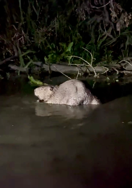 Beavers Vs. Nutria: Navigating San Marcos’ Ecosystem | Get Up And Go ...