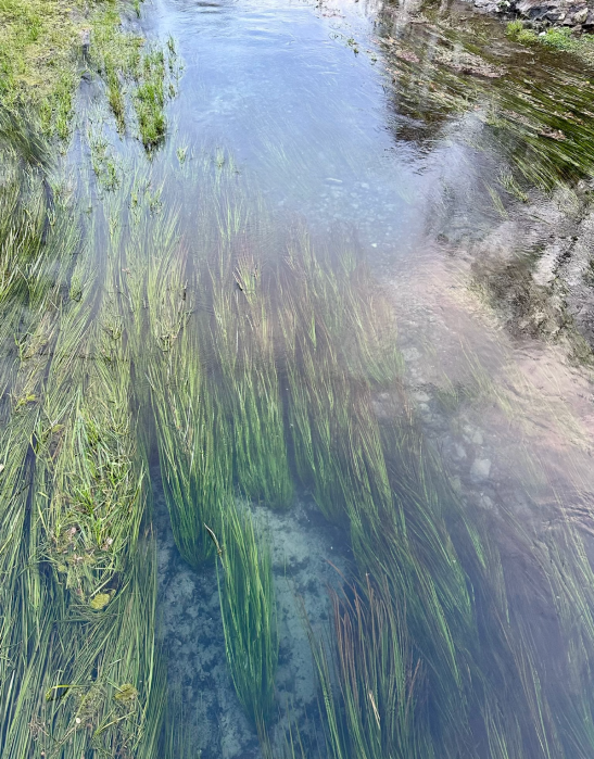 Texas Wild Rice: A Unique Aquatic Treasure