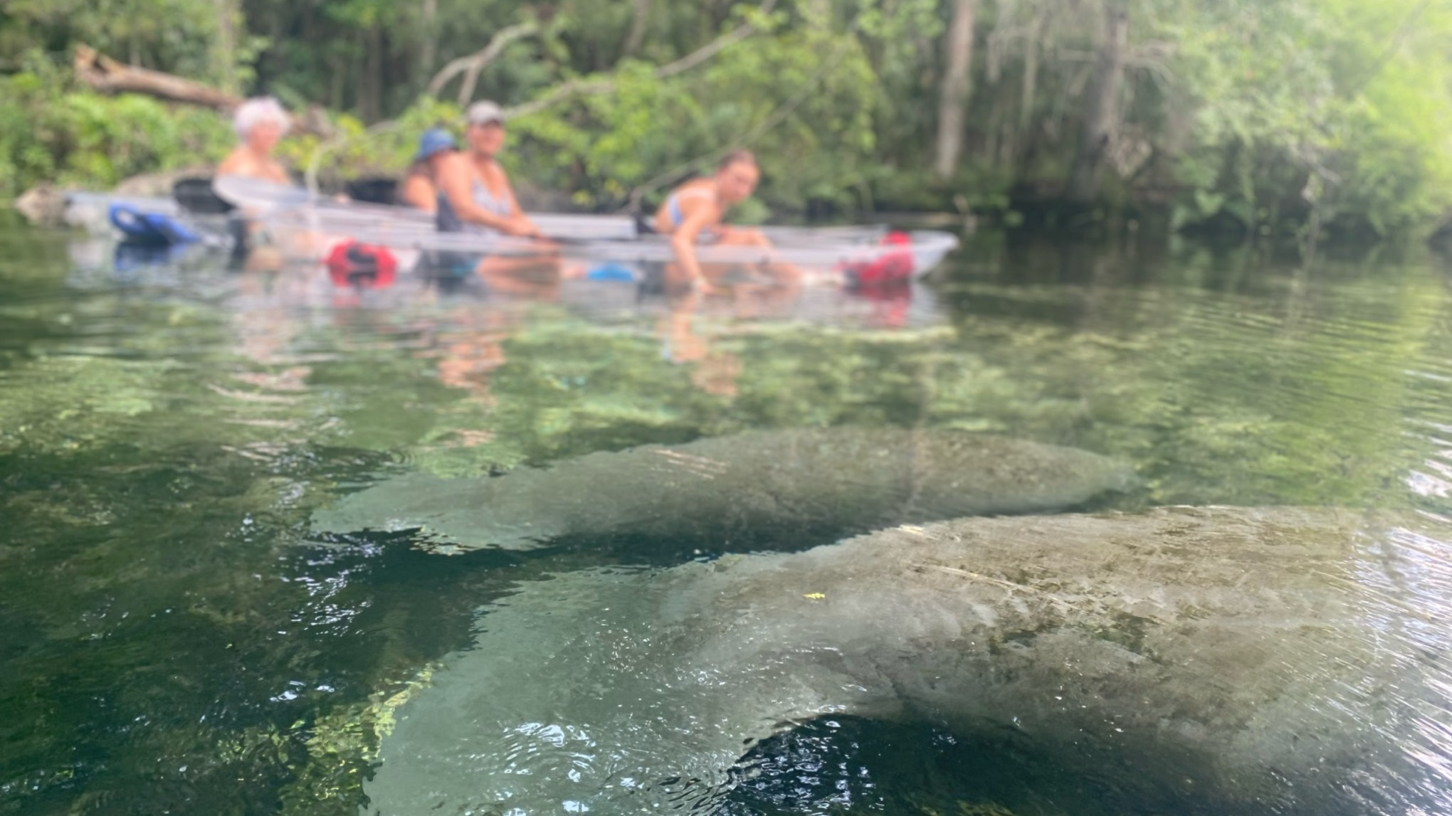 Chaz River, FL Clear Kayak Tours | Get Up and Go Kayaking