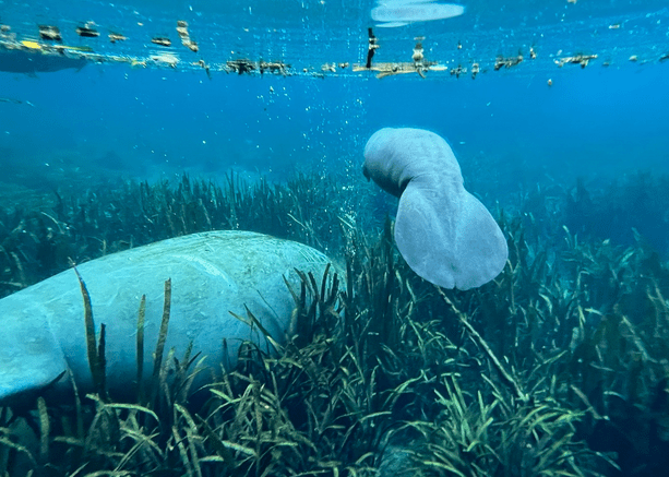 Where Do Manatees Go During A Hurricane? | Get Up And Go Kayaking