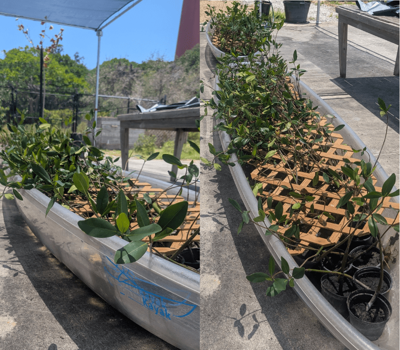 Cracked Kayaks Get Second Chance At Life: From Paddle Power To Plant ...