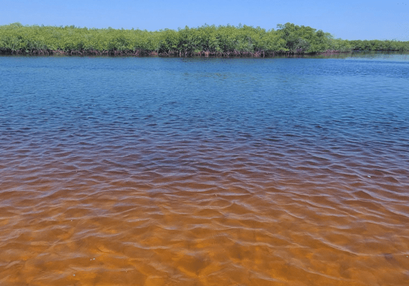Kayaking Tarpon Springs: Why The Anclote River Looks Like Sweet Tea ...