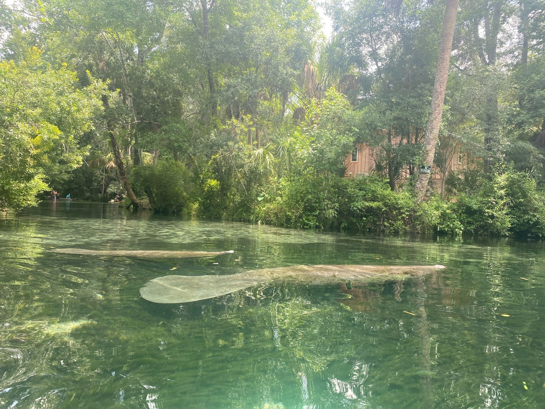 Wildlife You’ll Likely See While Kayaking in the Chaz